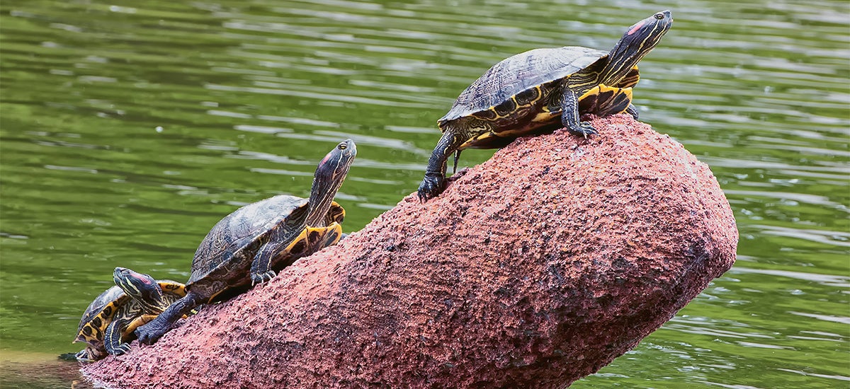 Texas Turtle Day at Fair Park | Fair Park