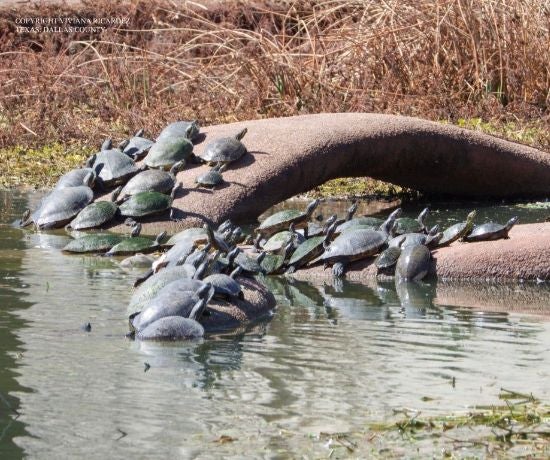 Texas Turtle Day at Fair Park | Fair Park
