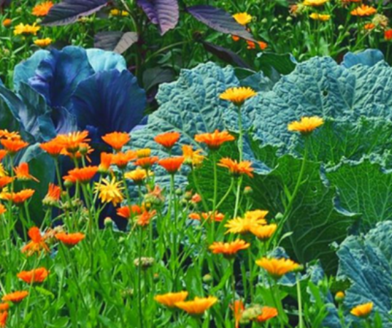 Foodscaping - Edible Landscapes | Fair Park