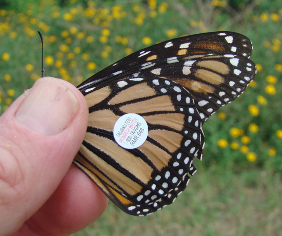 Monarch Tagging | Fair Park